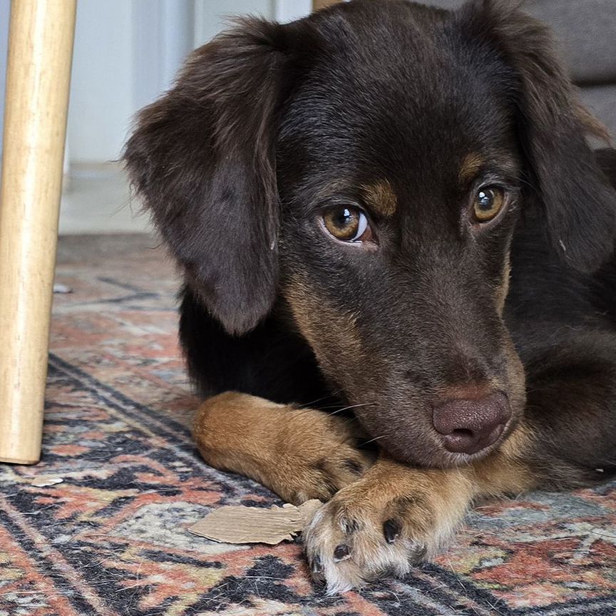 Шоколадный бездомыш в поисках любщей семьи