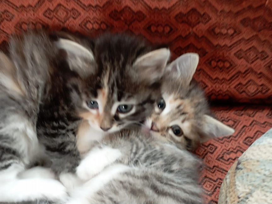 Подарю котят в добрые руки