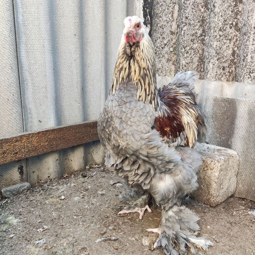 Петухи брама