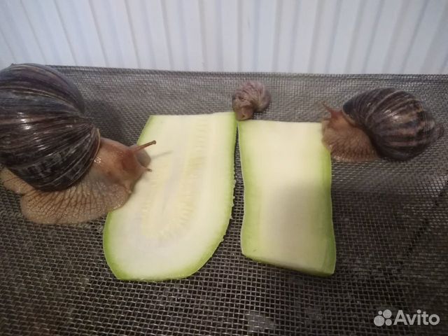 Улитки ахатины