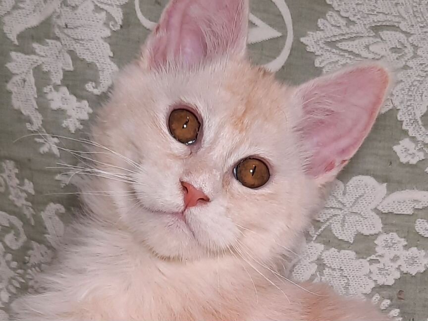 Девочка и мальчик мейн куны