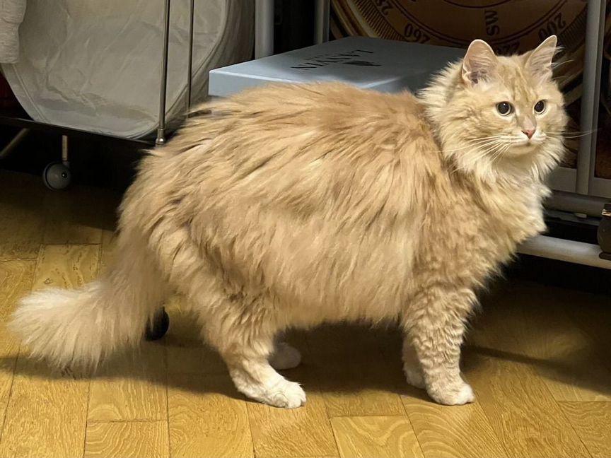 Котобус в добрые руки