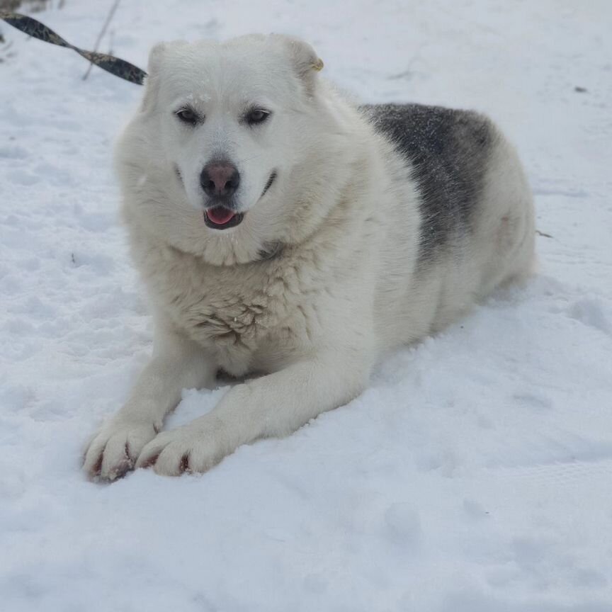 Собачка в добрые руки