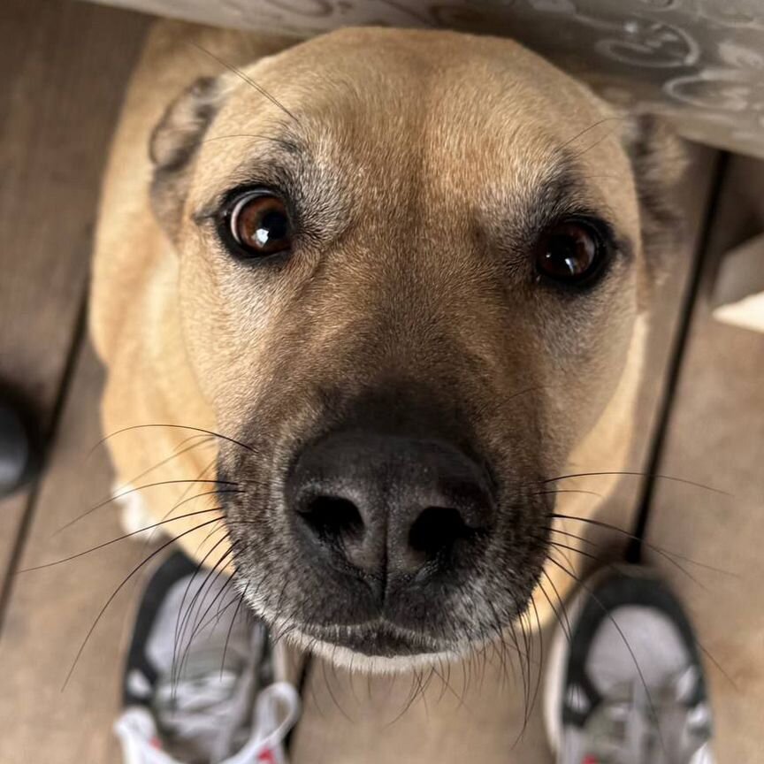 Взрослая собака в добрые руки