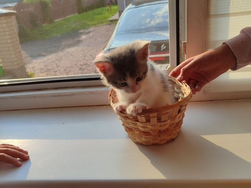 Отдам милашек котят в заботливые руки