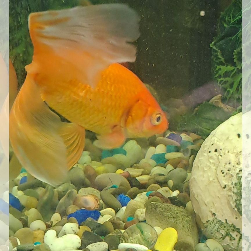 Рыбка комета