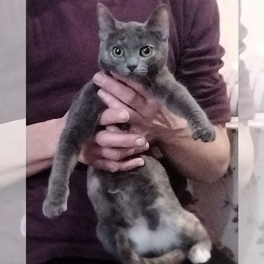 Котёнок в добрые руки