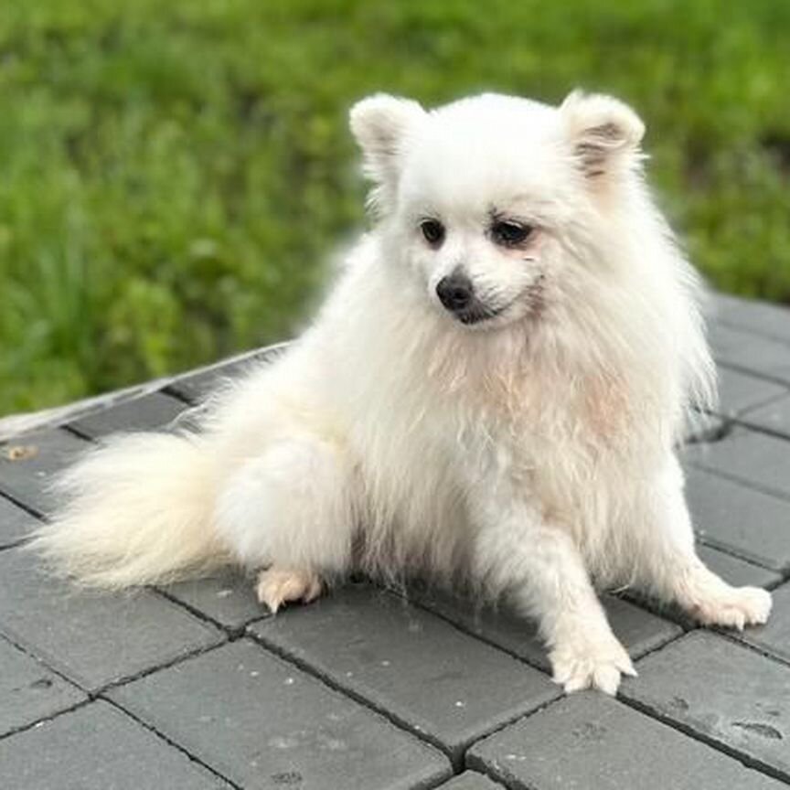 Шпиц девочка