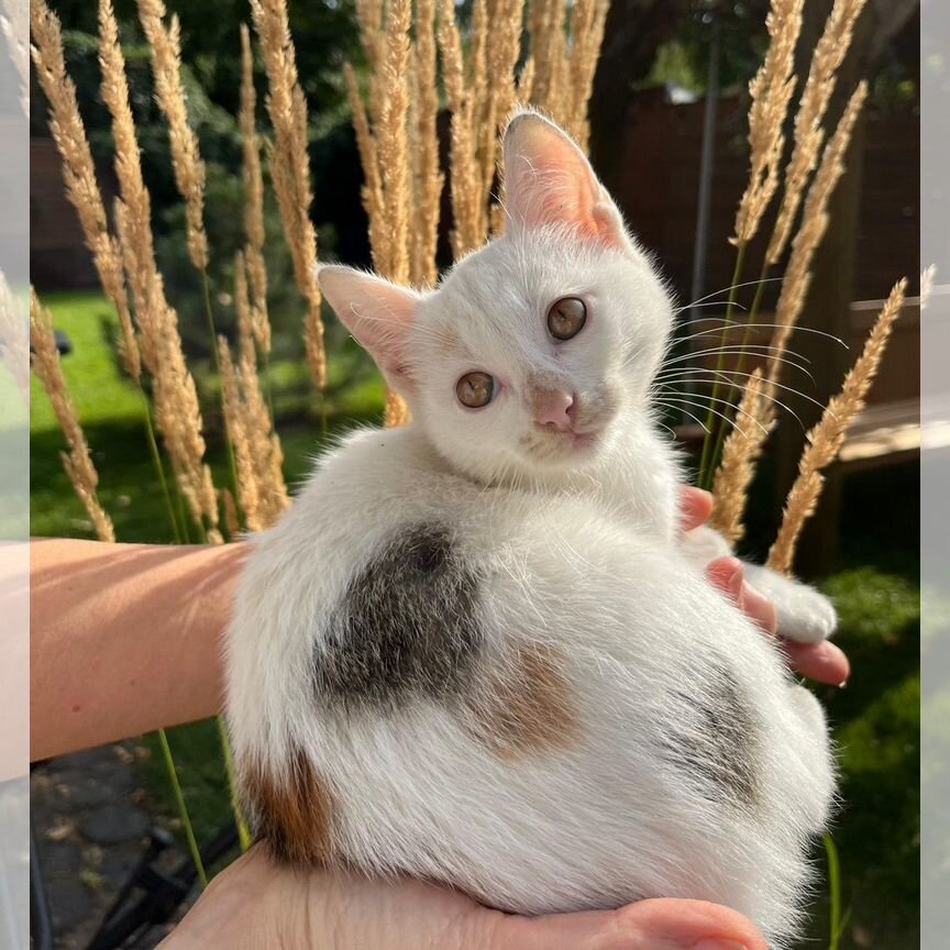 Котенок в добрые руки 2,5мес