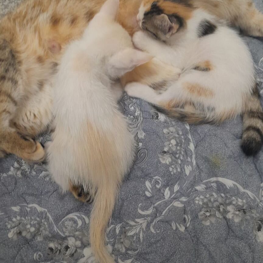 Отдам бесплатно котят