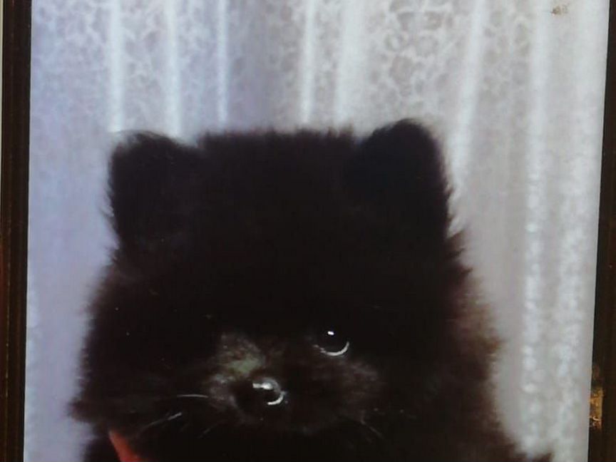 Продаются щенки померанского шпица