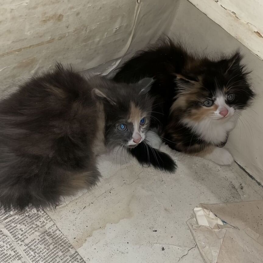 Котёнок в добрые руки