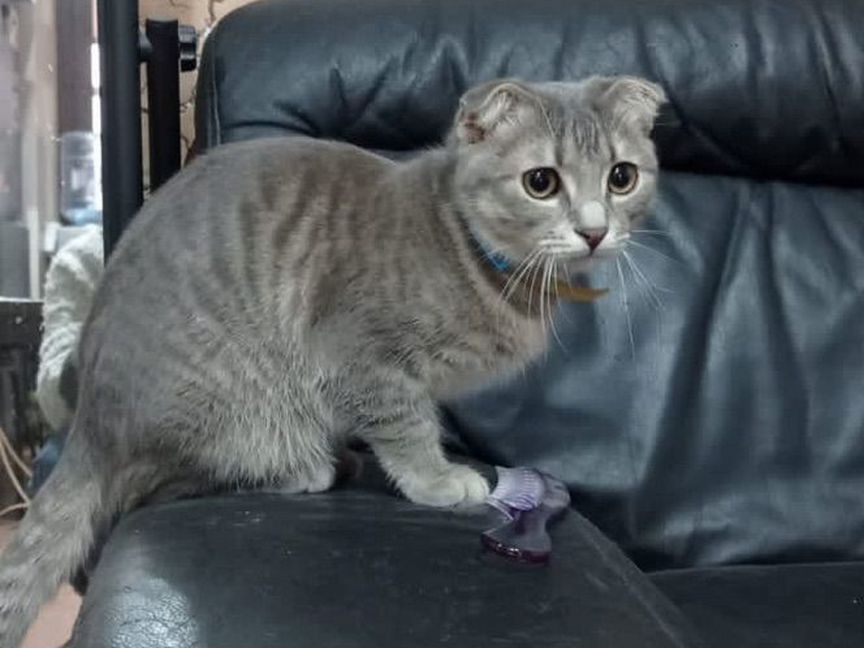 Юный красотун в добрые ручки