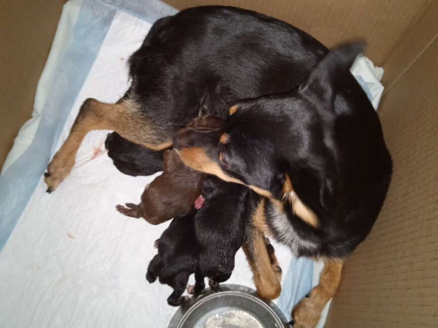 Пинчер с тоем