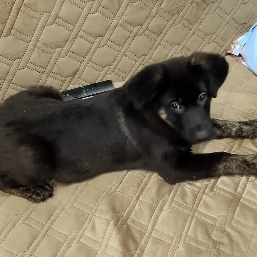 Щенок в добрые руки