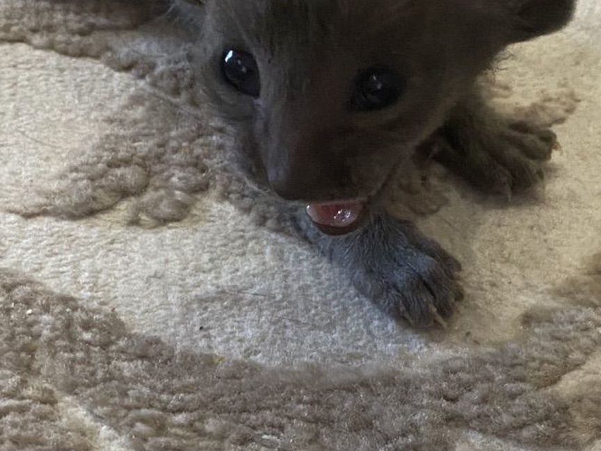 Ориентальная