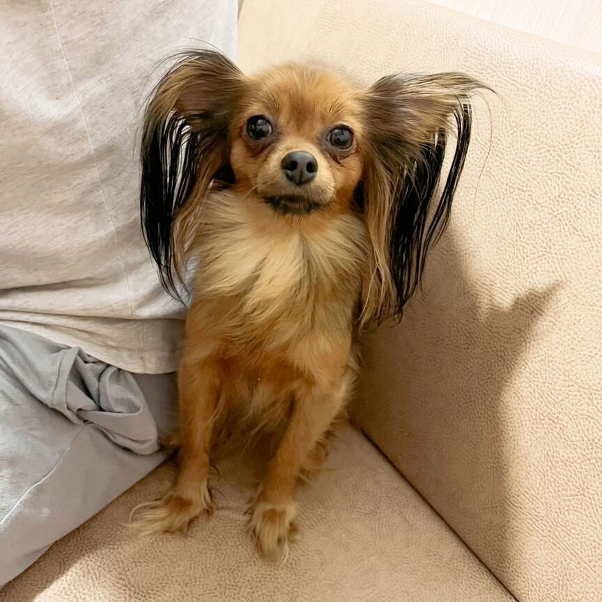 Ищу женика собачке