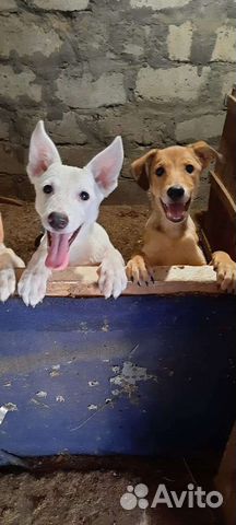 Щенок в добрые руки