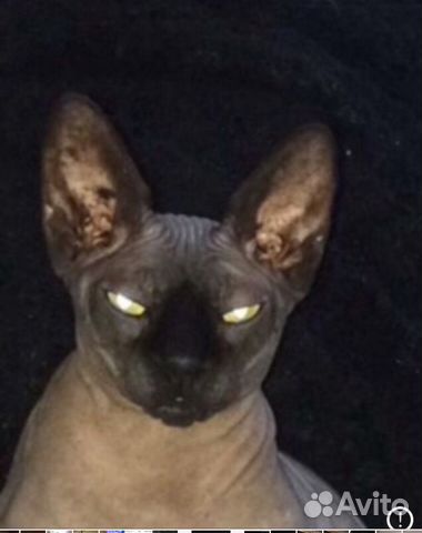 Котик Канадского сфинкса