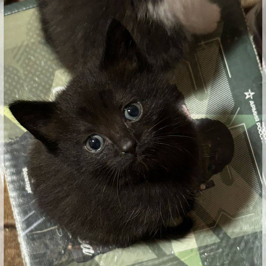Котята