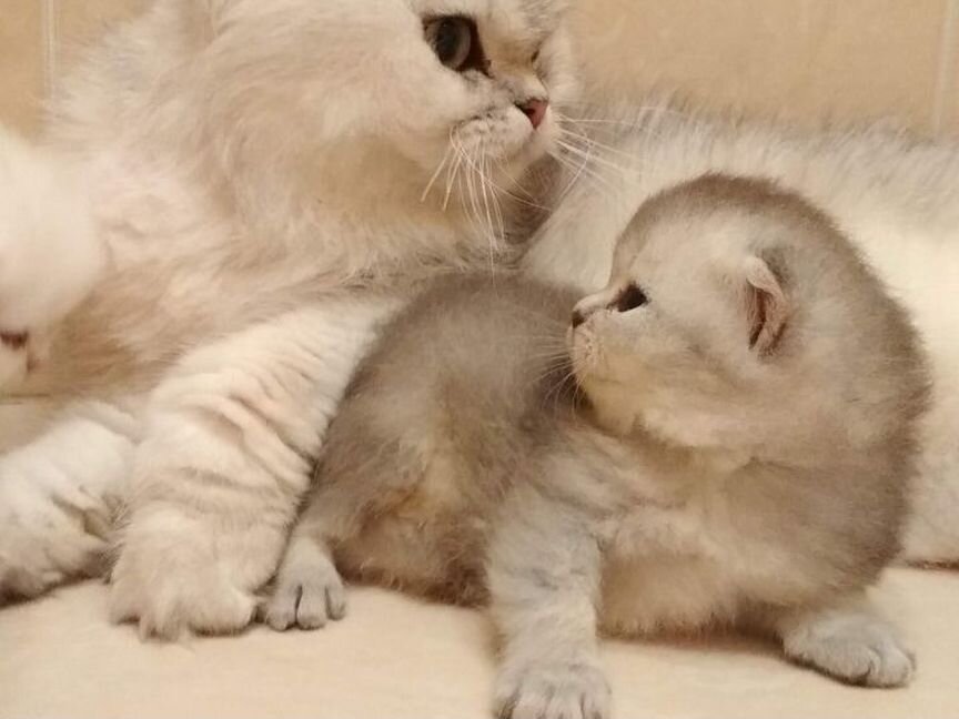 Котята шоу класса шиншилла