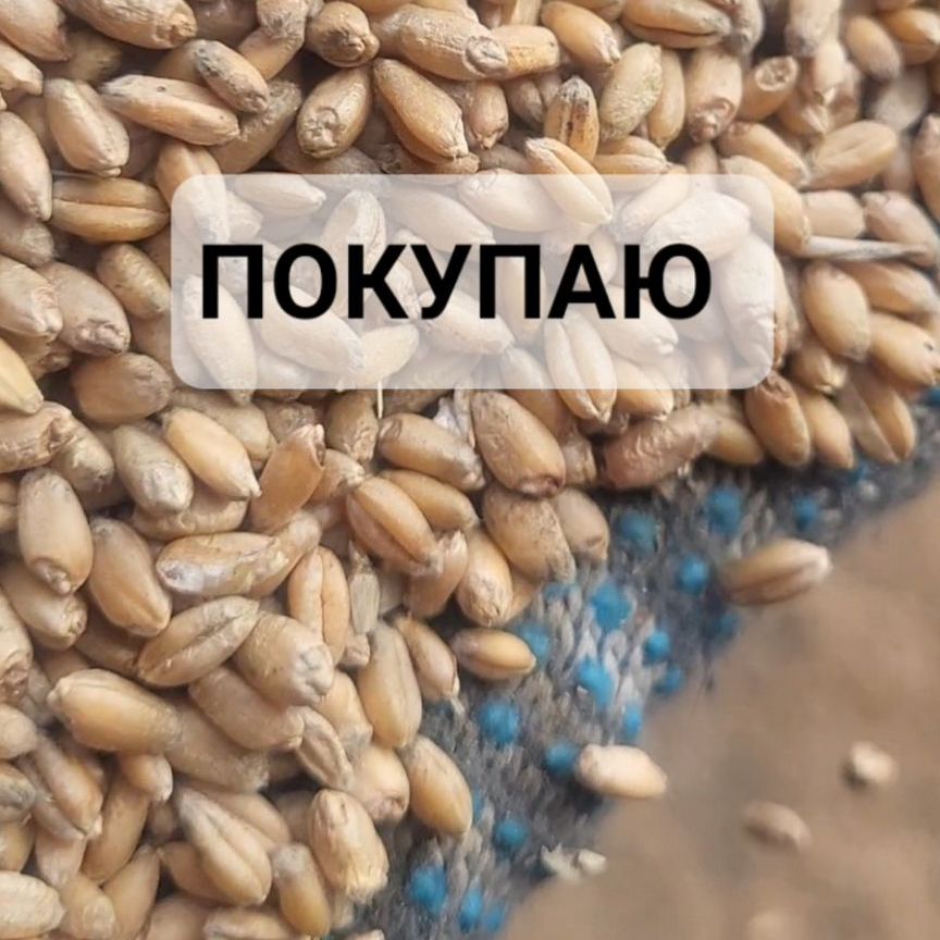 Зерно пшеница ячмень