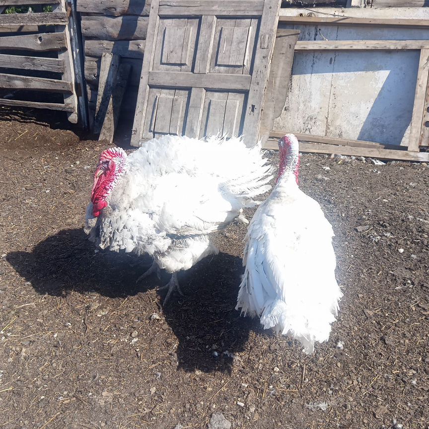 Индюки на племя