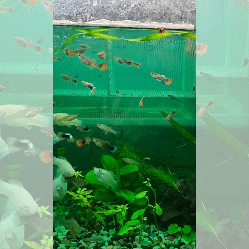 Аквариумные рыбки