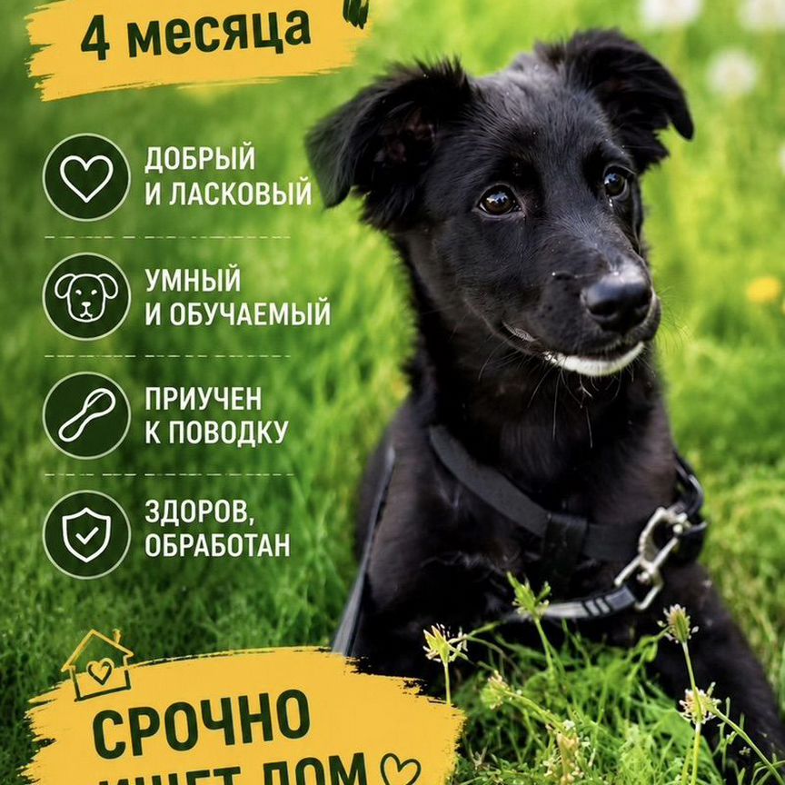 Щенок в добрые руки