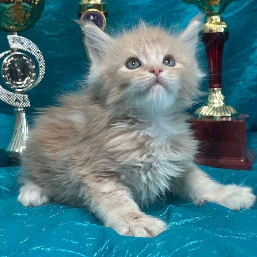 Мейн-кун котёнок