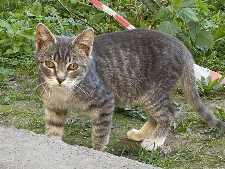 Красивый котенок Степашка в добрые руки
