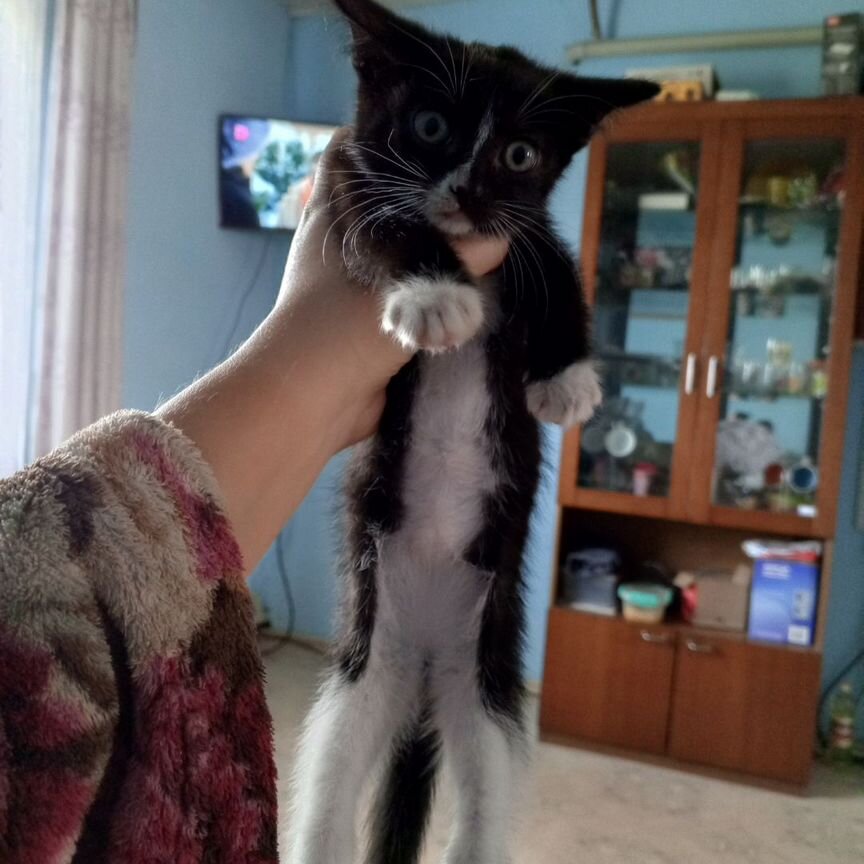 Отдам бесплатно кошечек