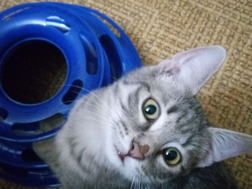 Котята в добрые руки тайские