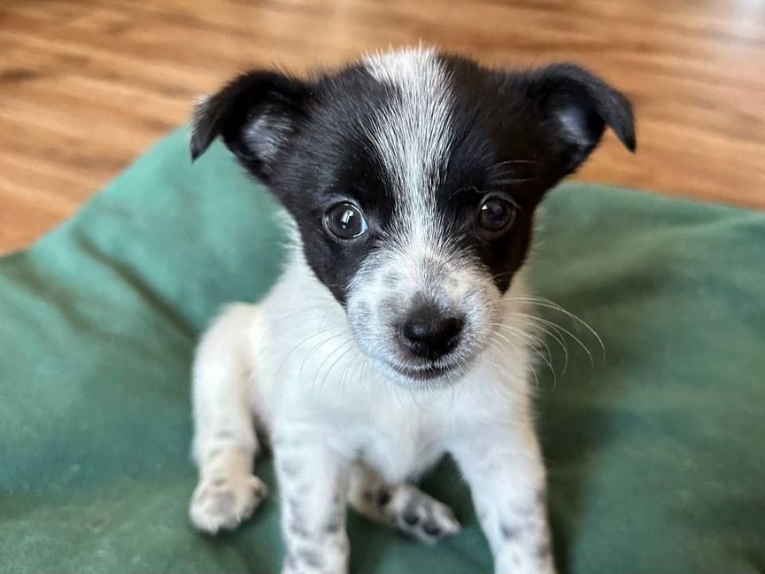 Щенок в добрые руки