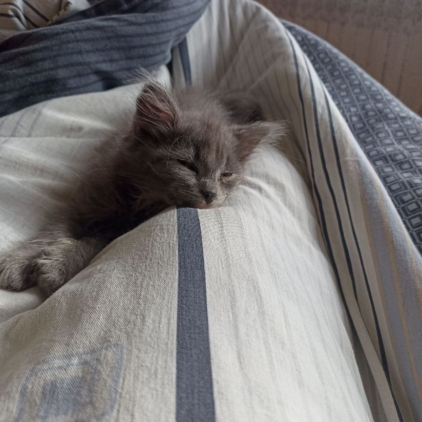 Кошечка