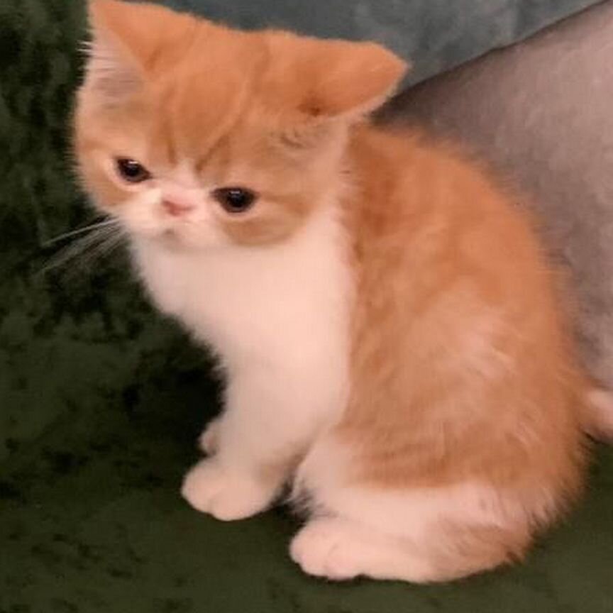 Экзотические котята