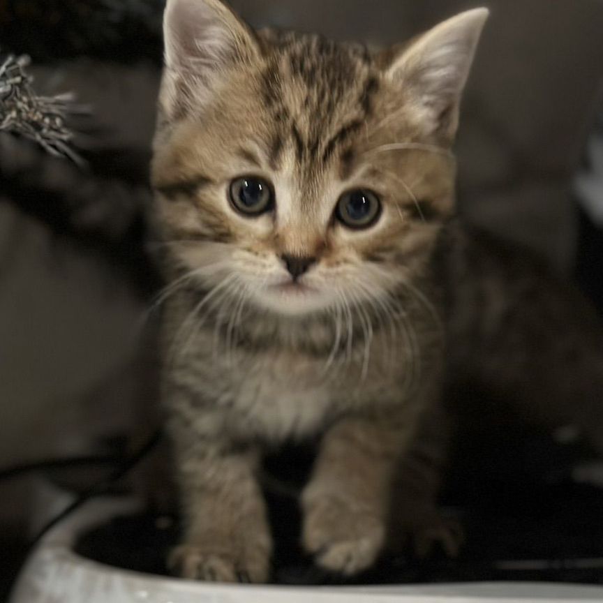 Шотландский вислоухий короткошёрстный котёнок