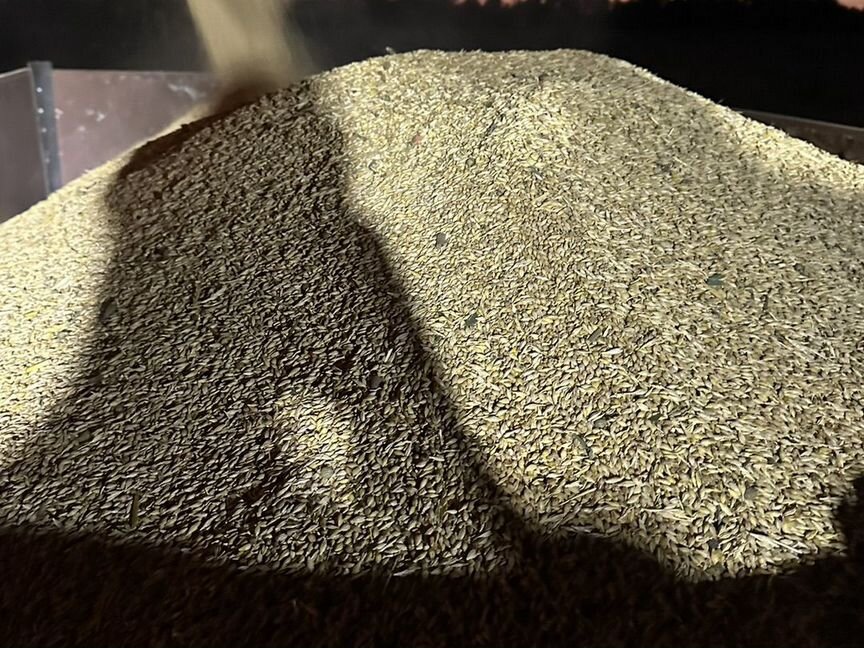 Ячмень яровой