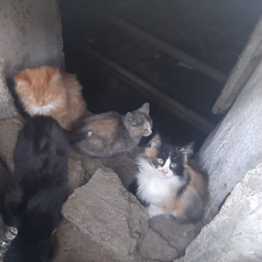 В подвале погибают 9 котят