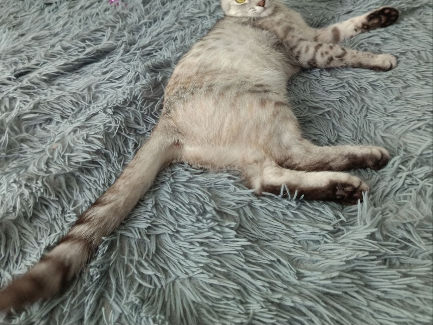 Кошечка в добрые руки