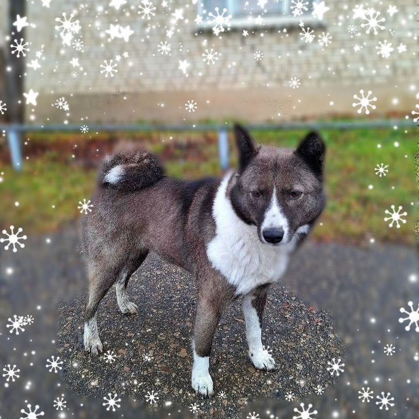 Собака в добрые руки бесплатно