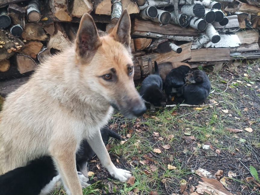 Отдам даром добрые руки щенка