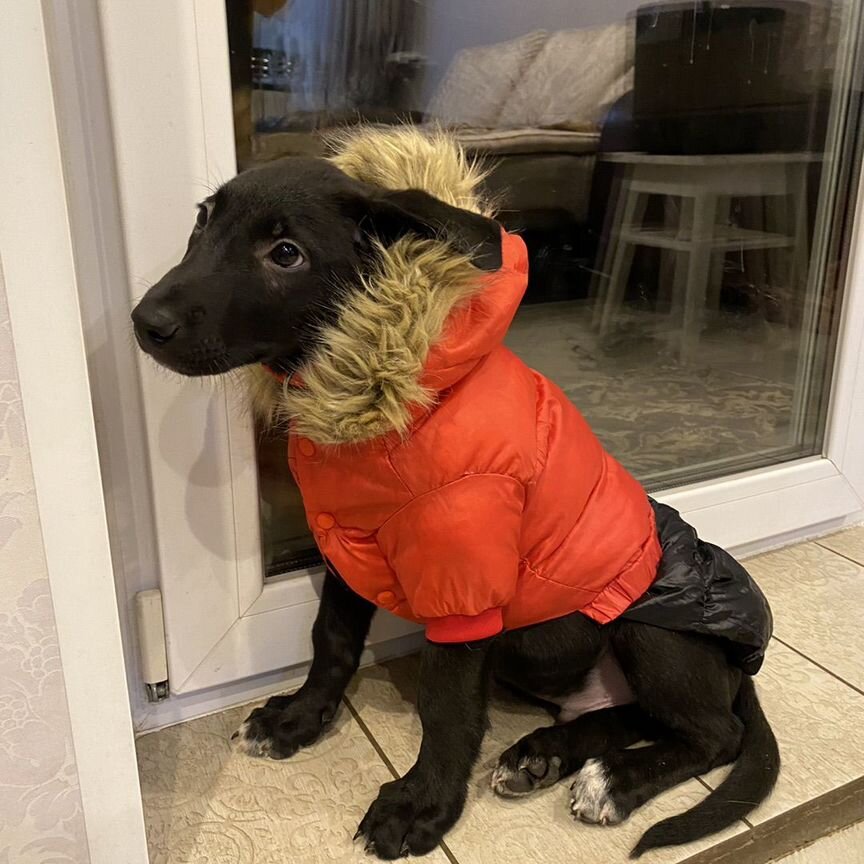 Модный парень в добрые руки)