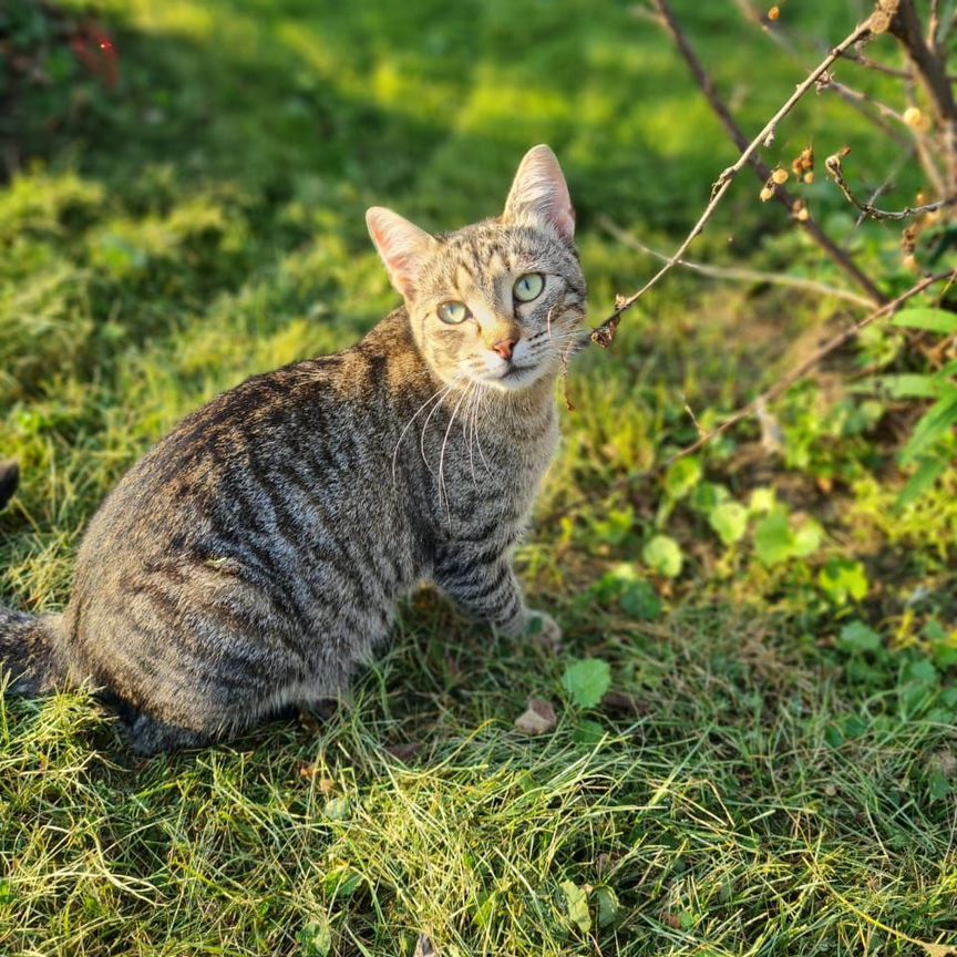 Молоденький серый котик ищет дом
