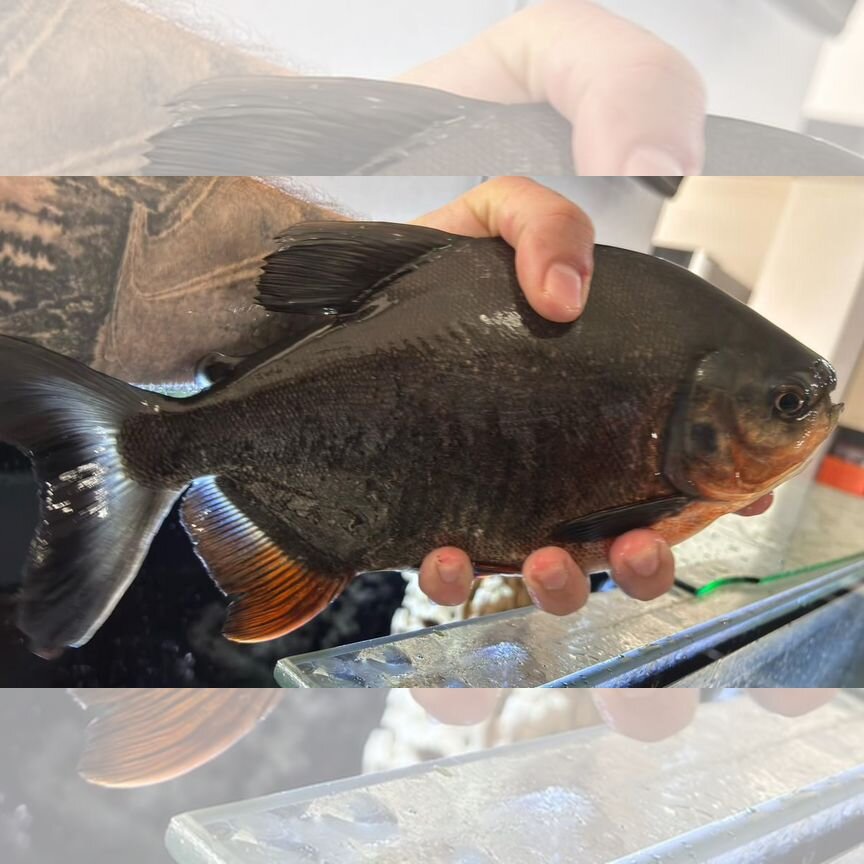 Аквариумные рыбки