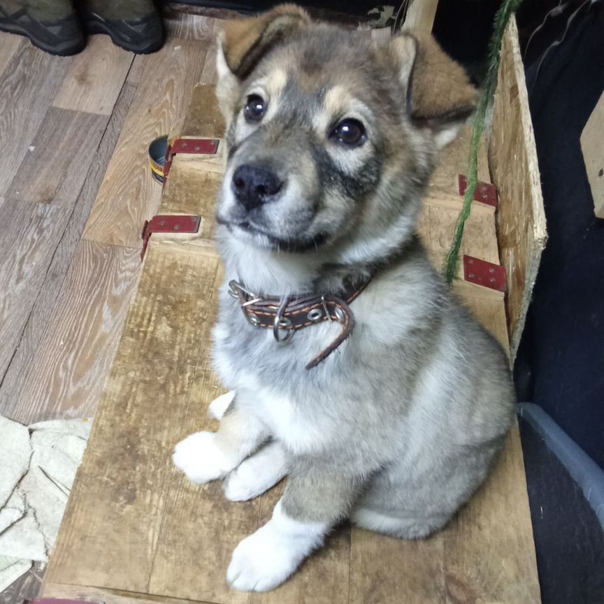 Лайка, щенок