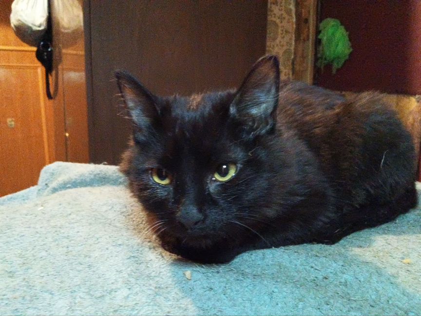 Очень добрый котëнок ищет дом