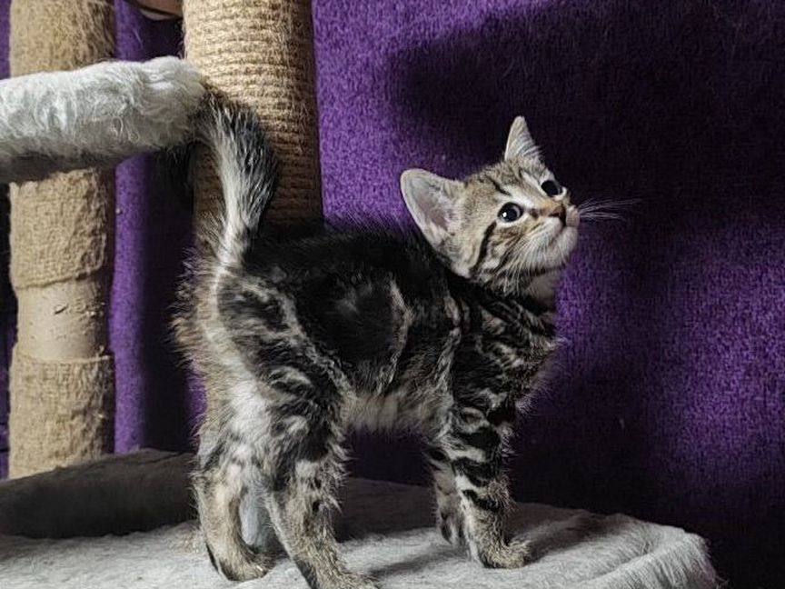 Мраморный котёнок мальчик