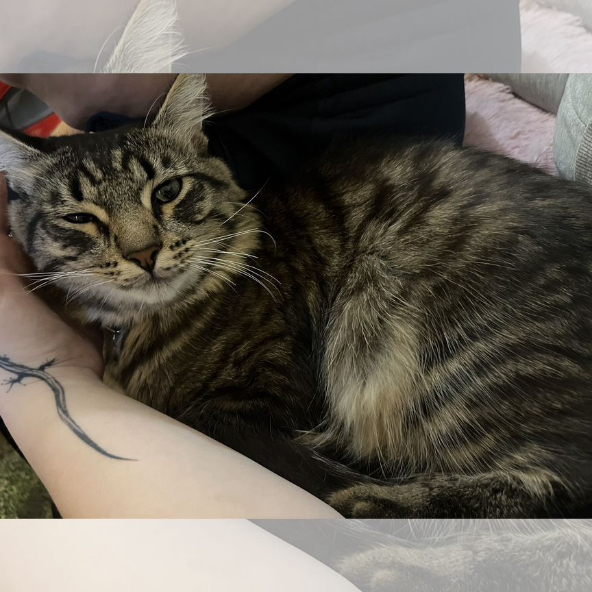 Отдам бесплатно котов в добрые дуки