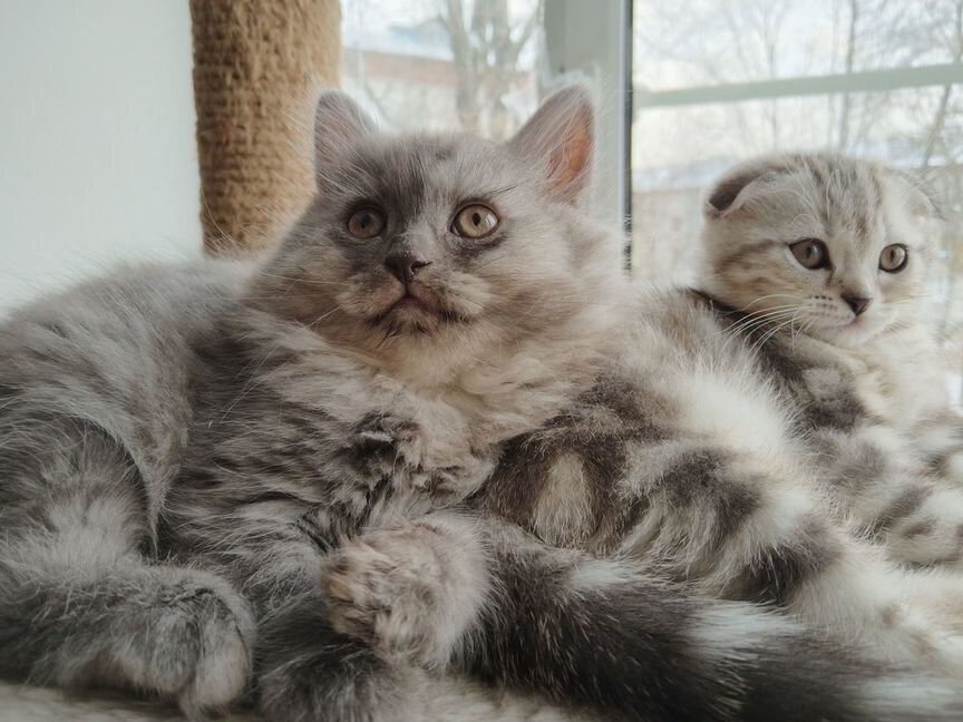 Шотландские котята